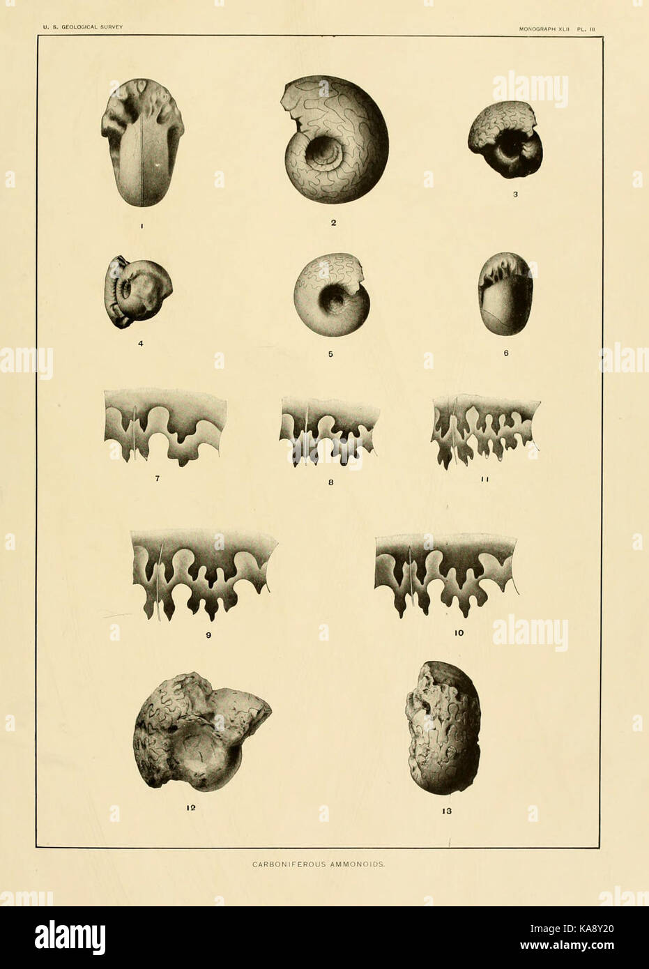 Ammonoids hi-res stock photography and images - Alamy