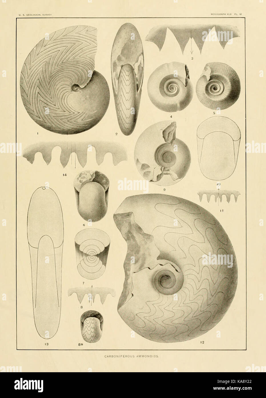 Ammonoid fossil carboniferous period hi-res stock photography and ...