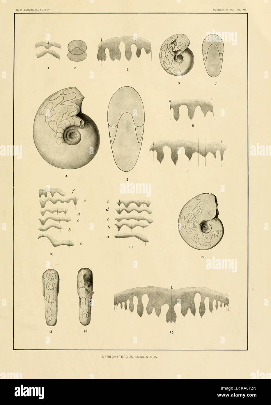 Ammonoids hi-res stock photography and images - Alamy