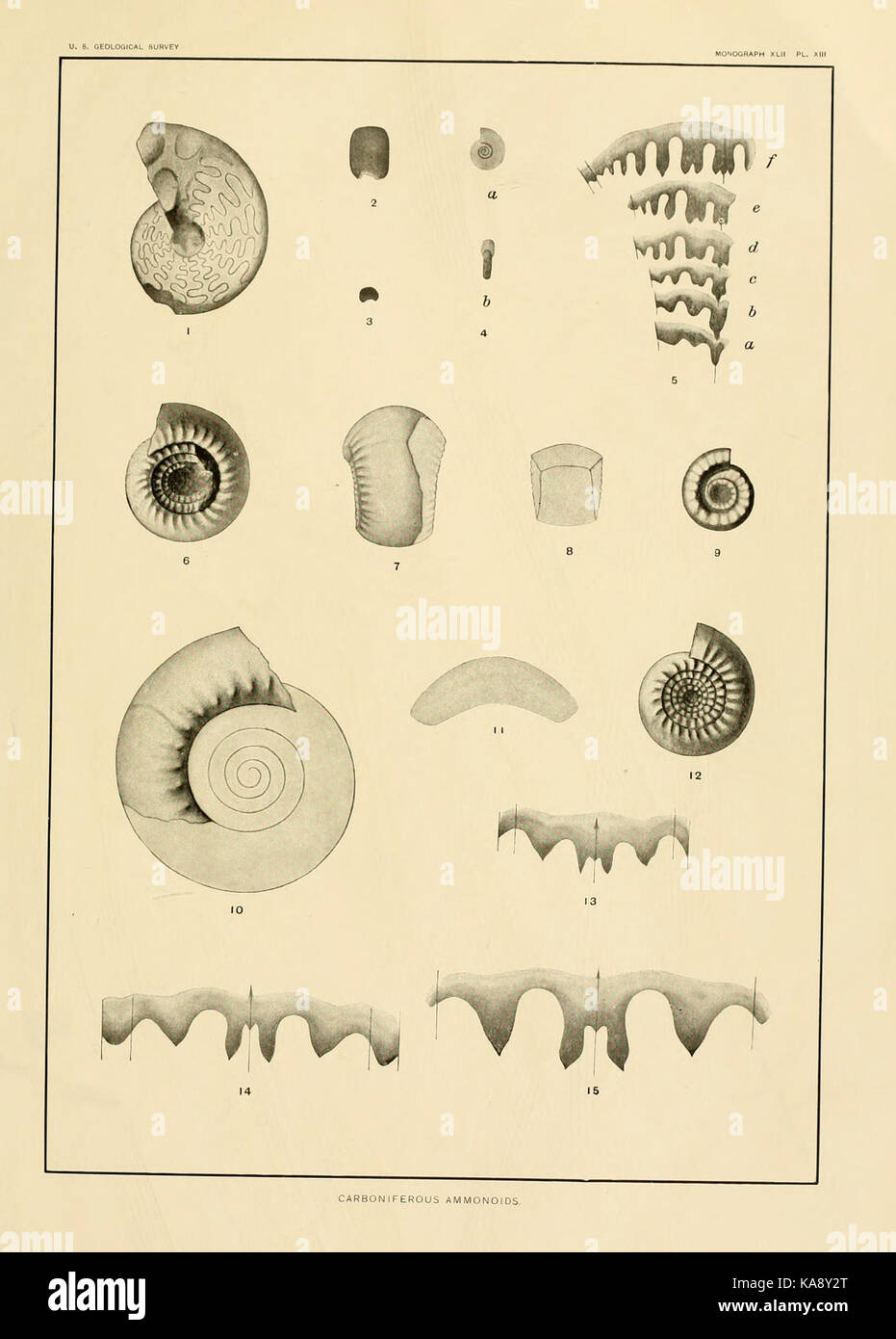 The Carboniferous ammonoids of America (Plate XIII) BHL13768401 Stock ...
