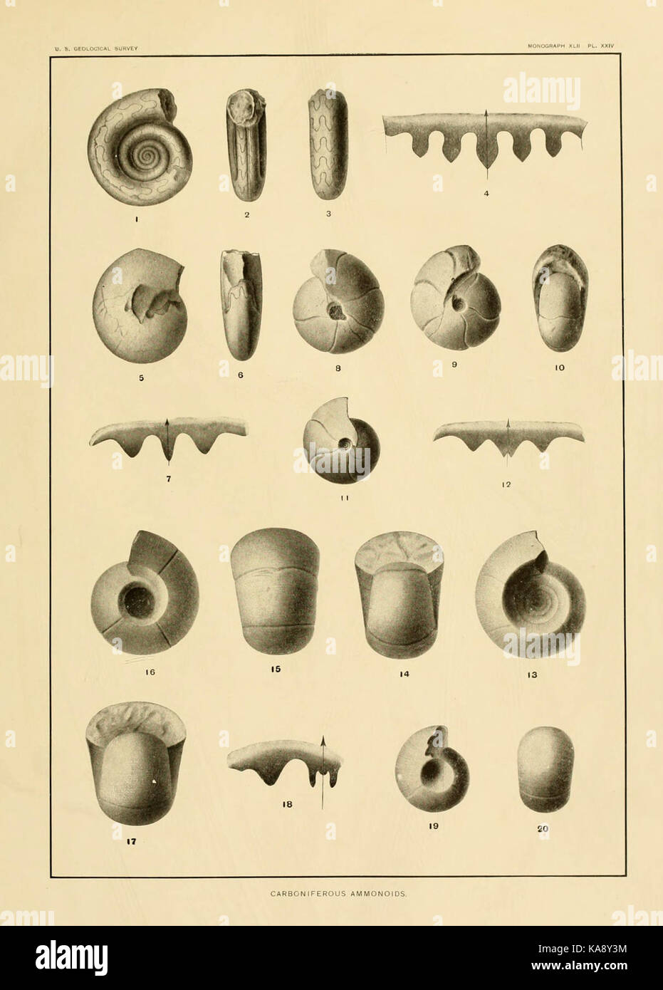 A scientific illustration from the *Carboniferous Ammonoids of America ...