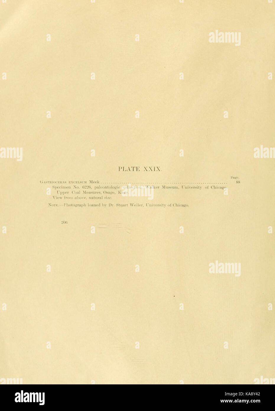 Ammonoids hi-res stock photography and images - Alamy