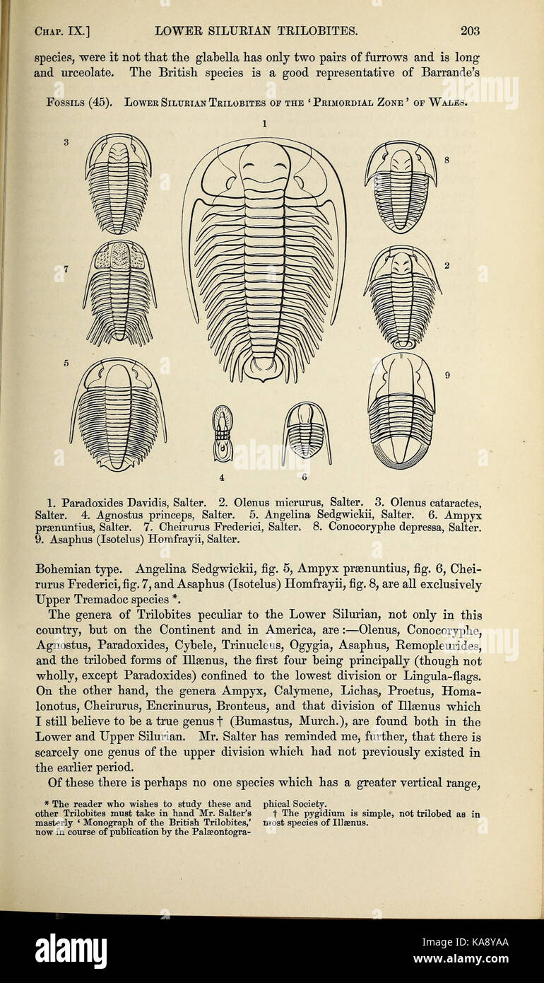 Siluria (Page 203) BHL47012471 Stock Photo - Alamy