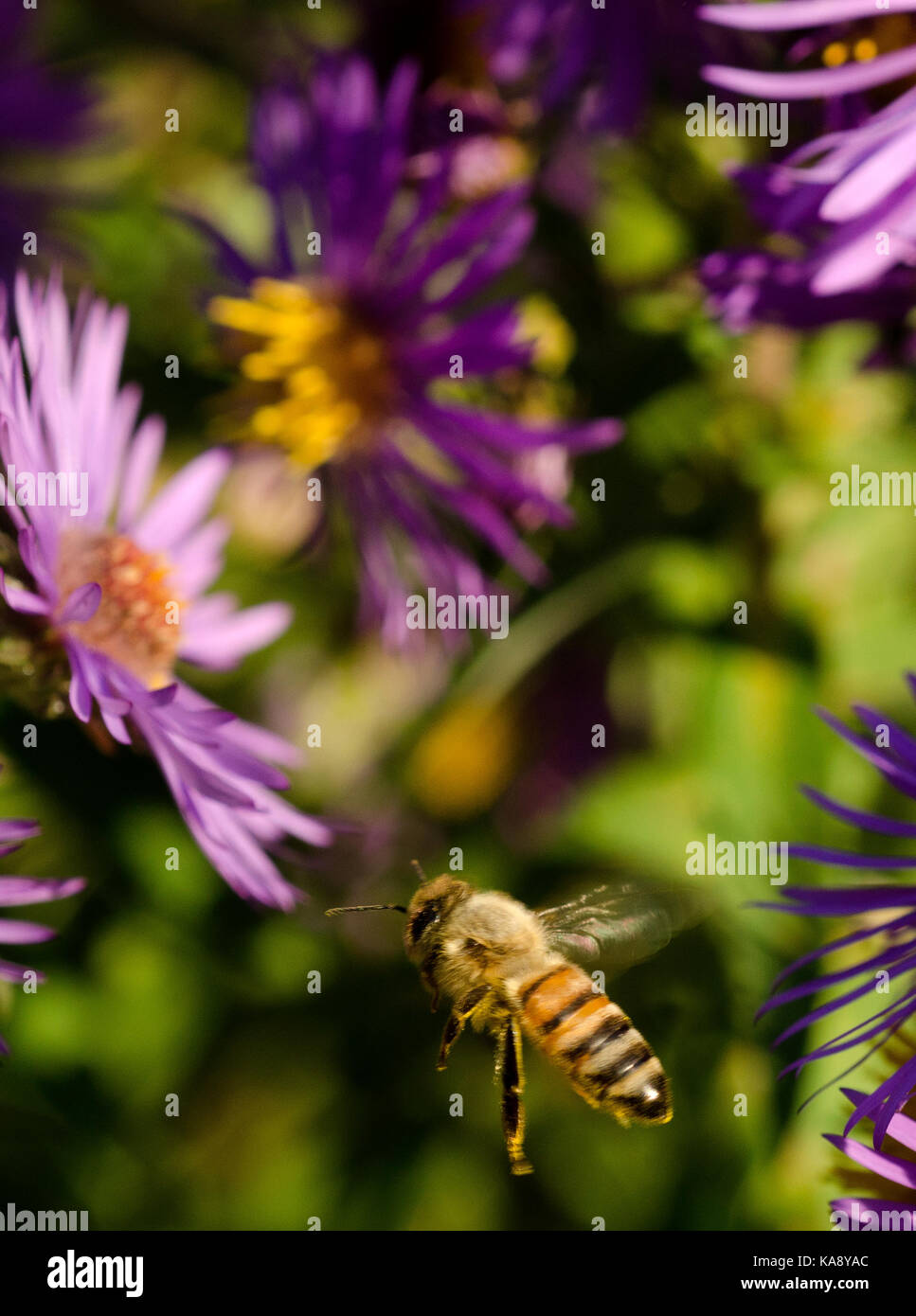 Honeybees collection nectar on Asters Stock Photo - Alamy