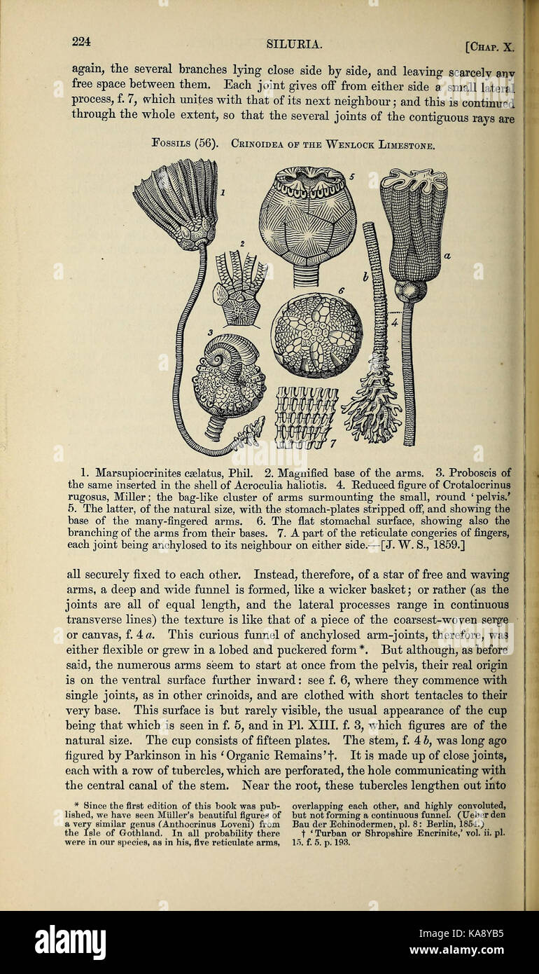 Siluria hi-res stock photography and images - Alamy
