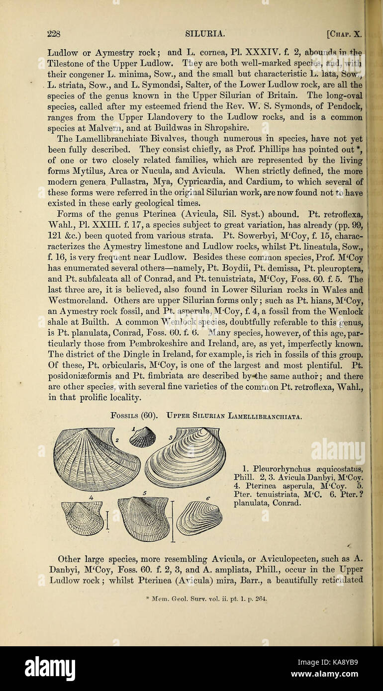 Siluria hi-res stock photography and images - Alamy