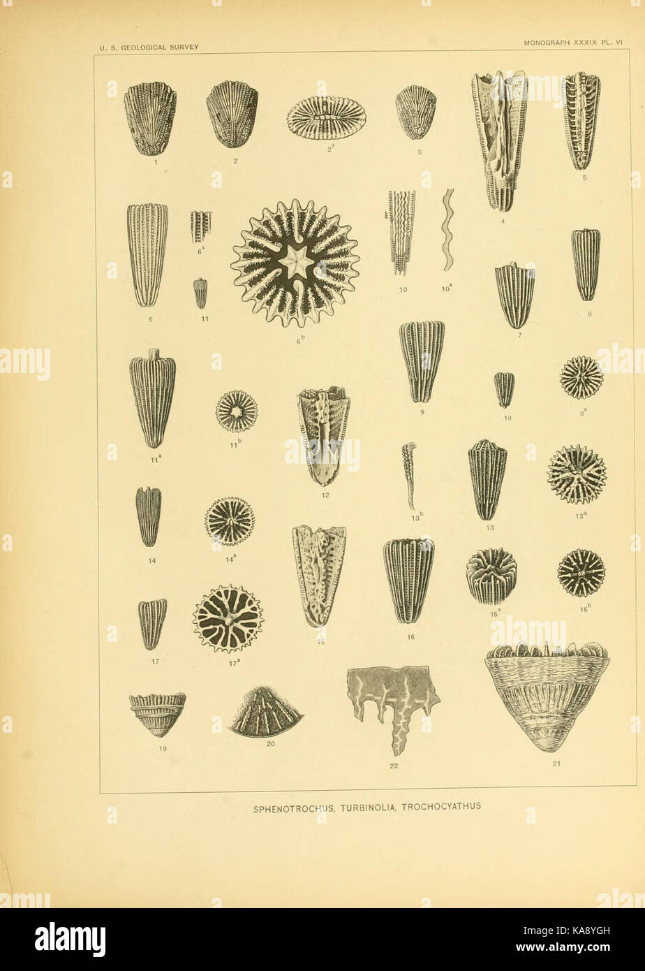 The Eocene and lower Oligocene coral faunas of the United States, with ...