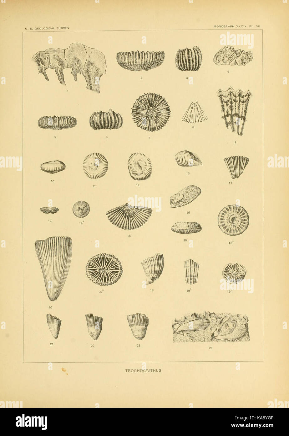 The Eocene and lower Oligocene coral faunas of the United States, with ...