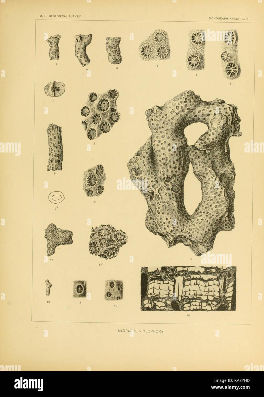 The Eocene and lower Oligocene coral faunas of the United States, with ...