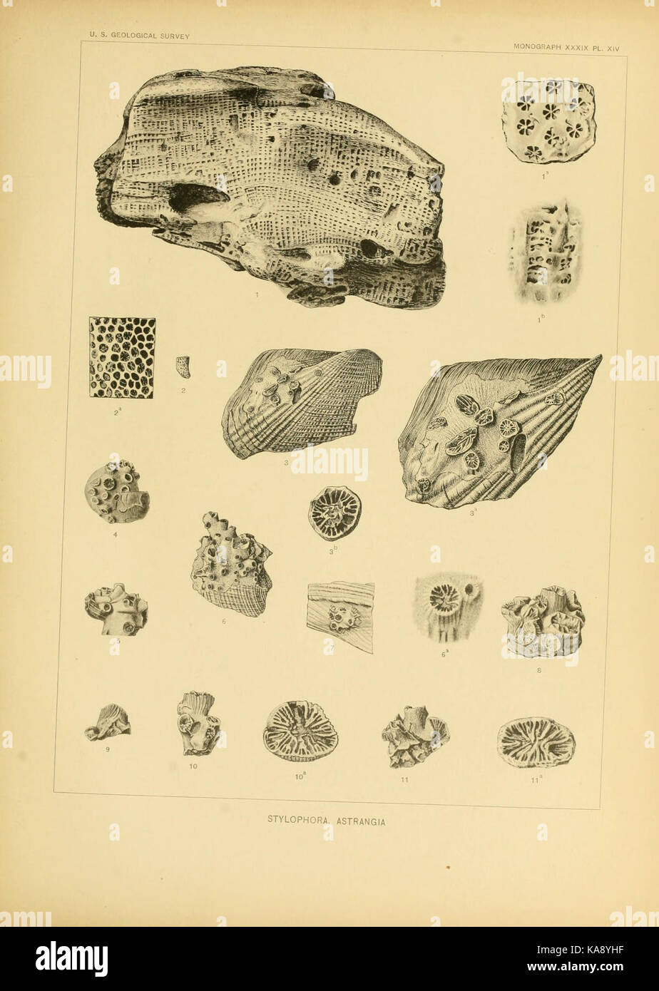 The Eocene and lower Oligocene coral faunas of the United States, with ...