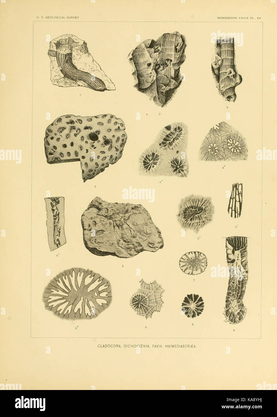 The Eocene and lower Oligocene coral faunas of the United States, with ...