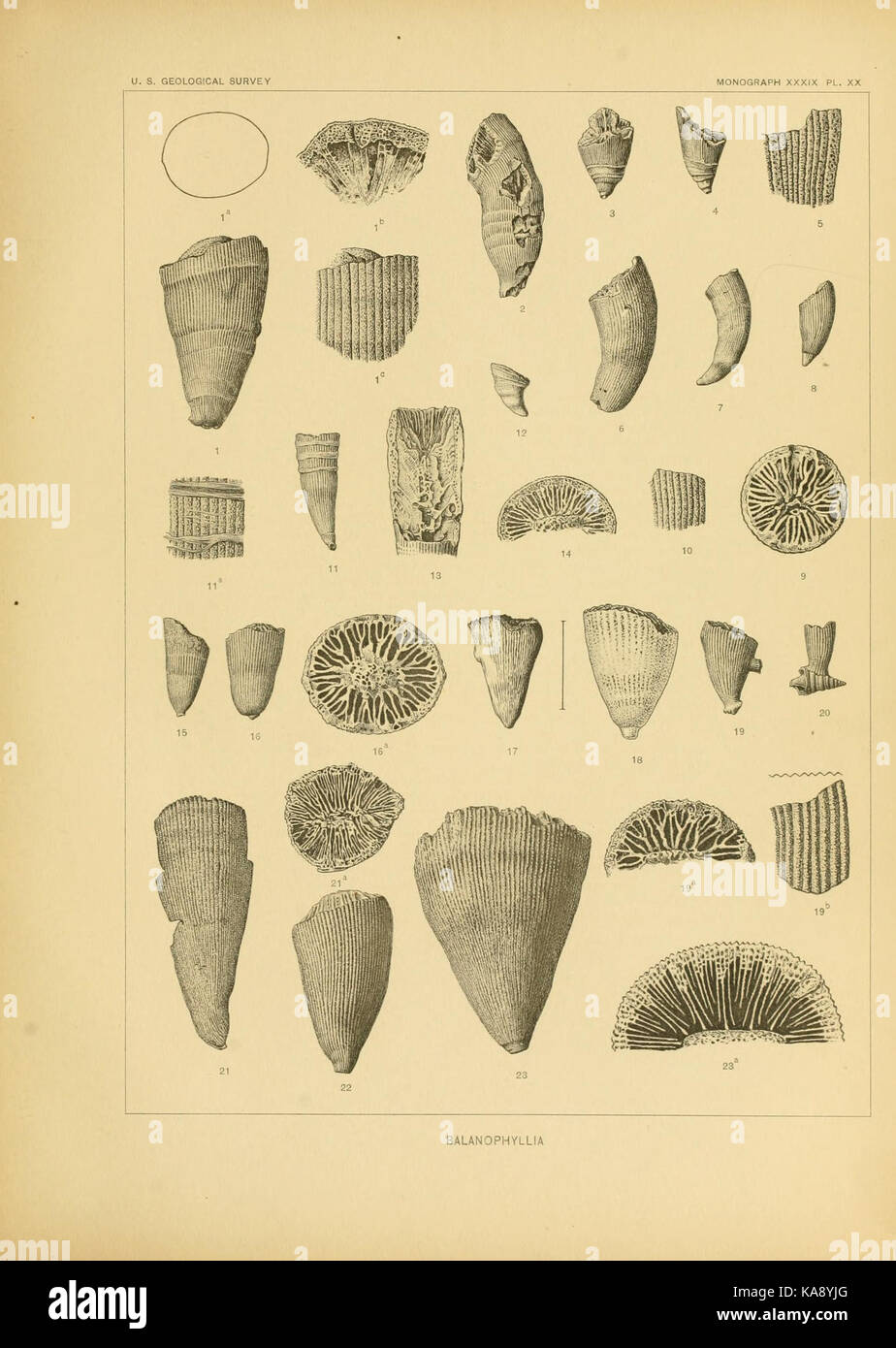The Eocene and lower Oligocene coral faunas of the United States, with ...