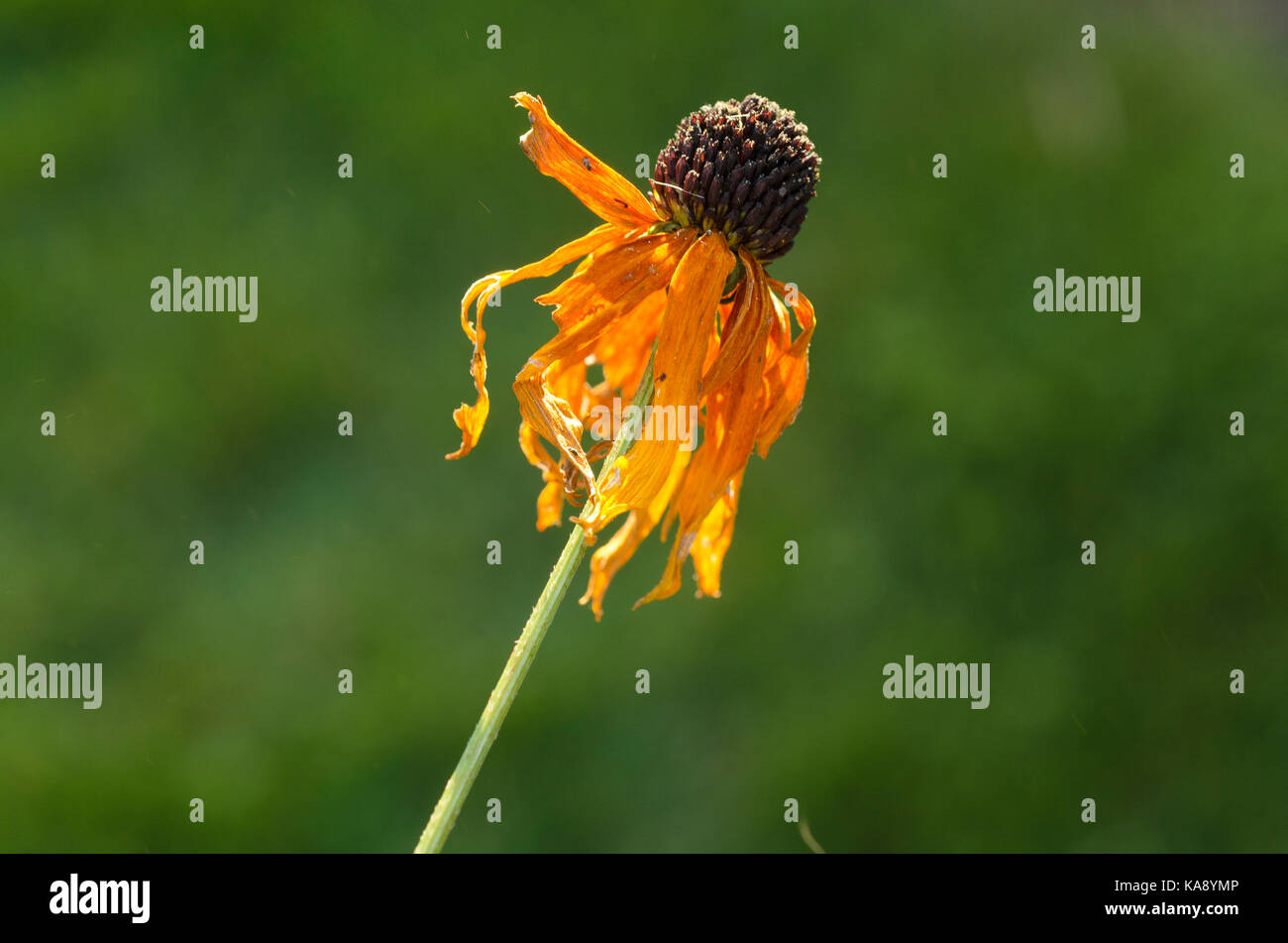 Weather beaten black eyed Susan Stock Photo - Alamy