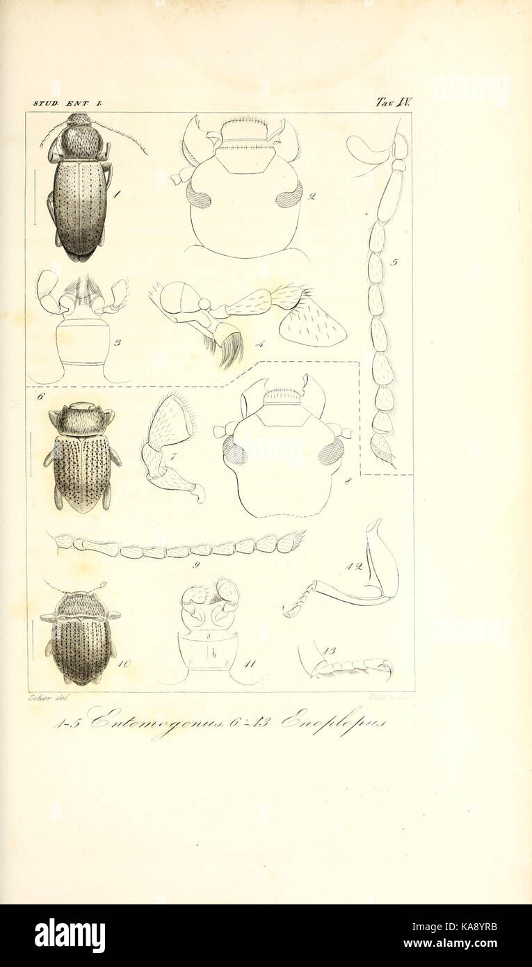 Studi entomologici (Plate IIII) BHL40161571 Stock Photo - Alamy