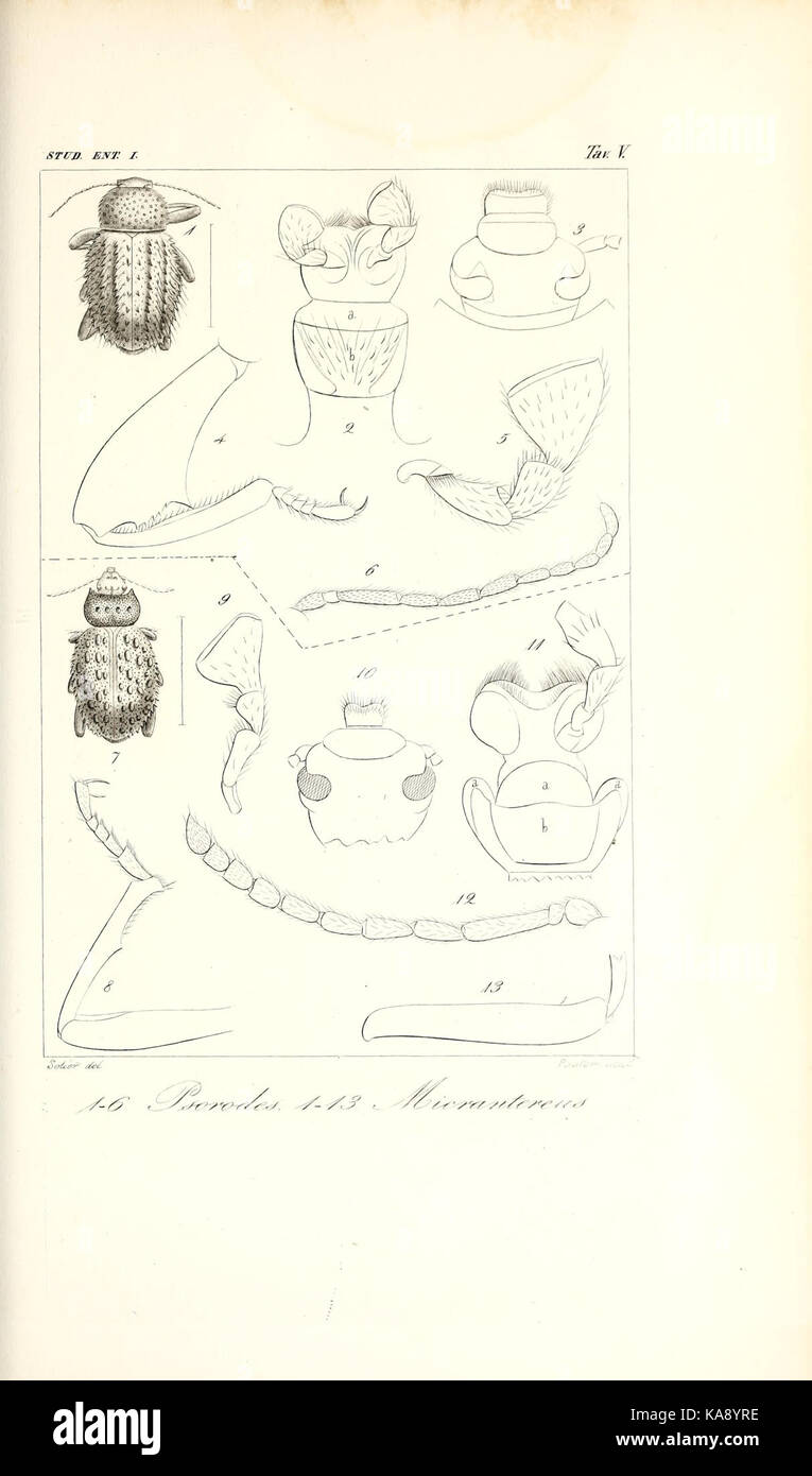 Studi entomologici (Plate V) BHL40161573 Stock Photo - Alamy