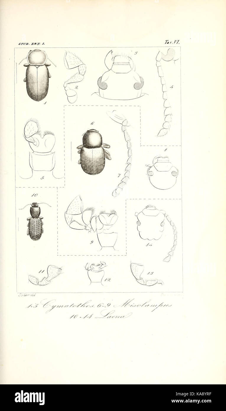 Studi entomologici (Plate VI) BHL40161575 Stock Photo - Alamy