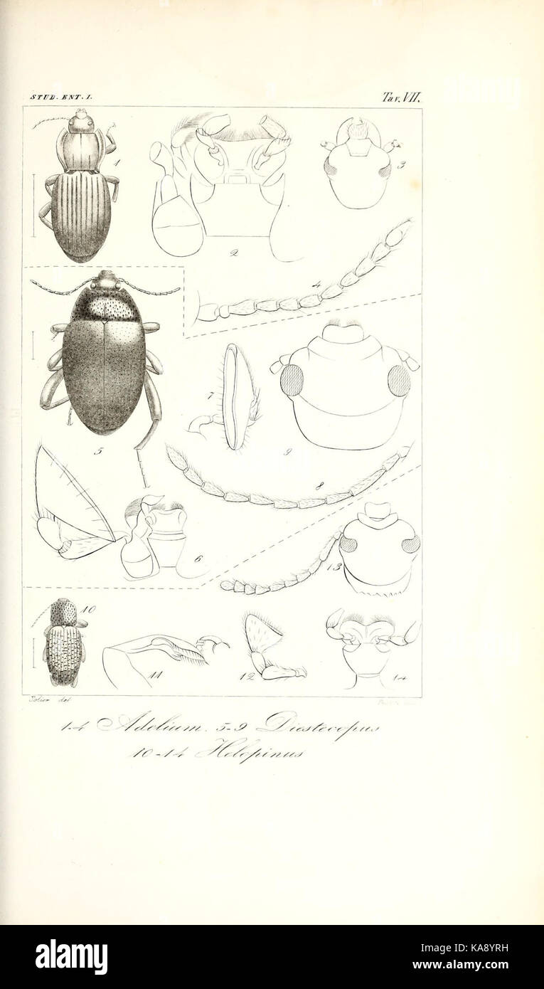 Studi entomologici (Plate VII) BHL40161577 Stock Photo - Alamy