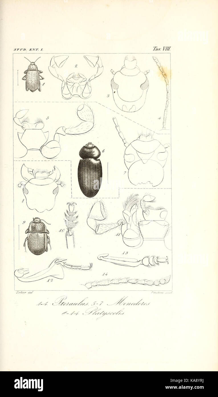 Studi entomologici (Plate VIII) BHL40161579 Stock Photo - Alamy