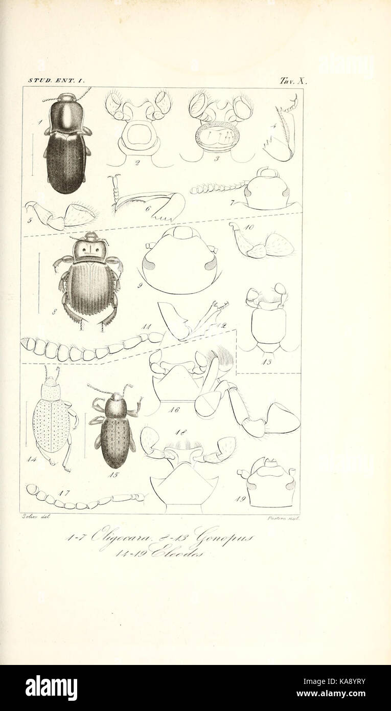 Studi entomologici (Plate X) BHL40161583 Stock Photo - Alamy