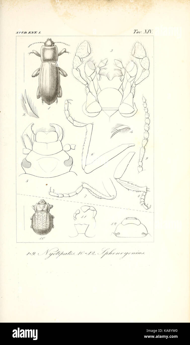 This plate from 'Studi Entomologici' illustrates various insect species ...