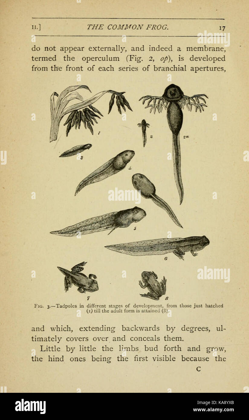 Common fig painting hi-res stock photography and images - Alamy