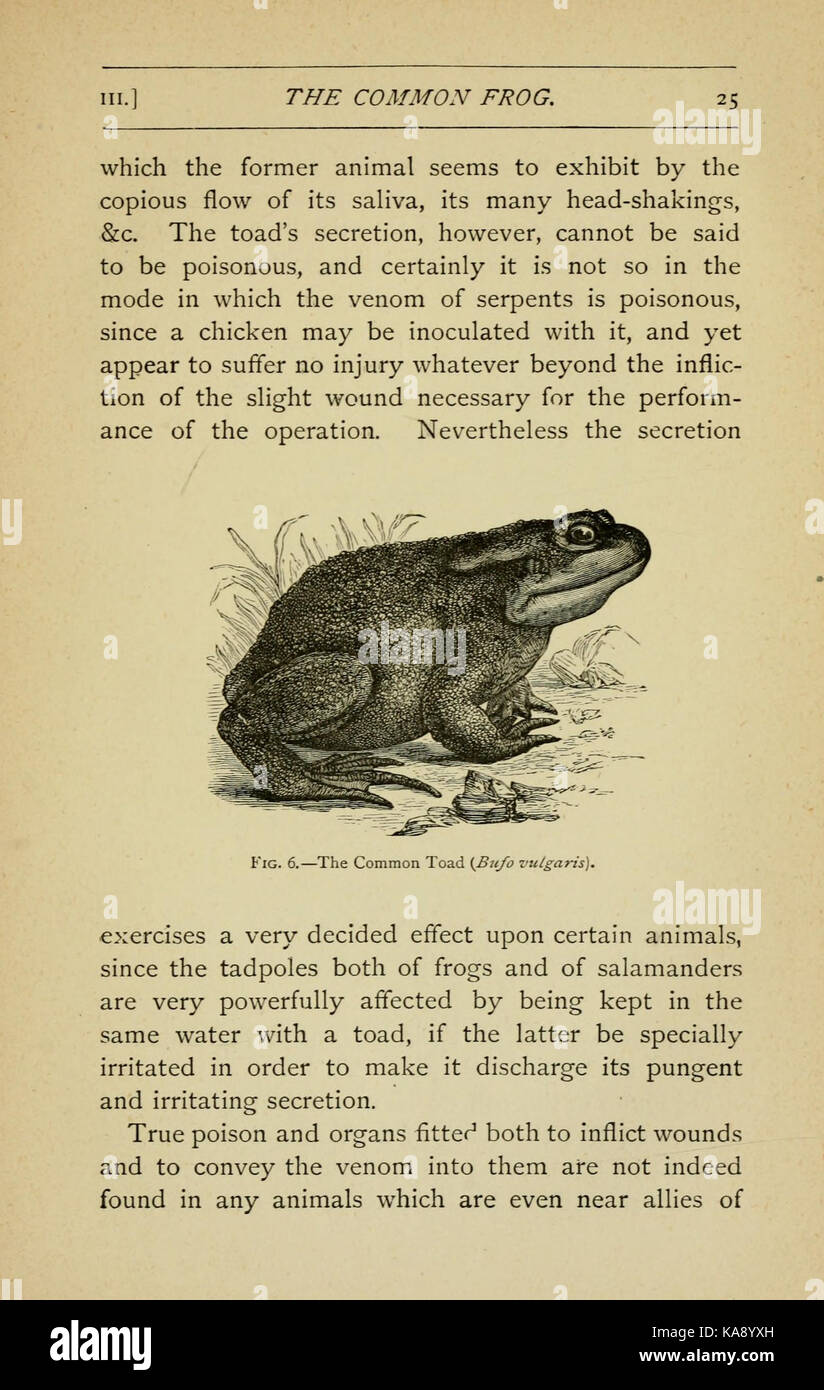 Common fig painting hi-res stock photography and images - Alamy