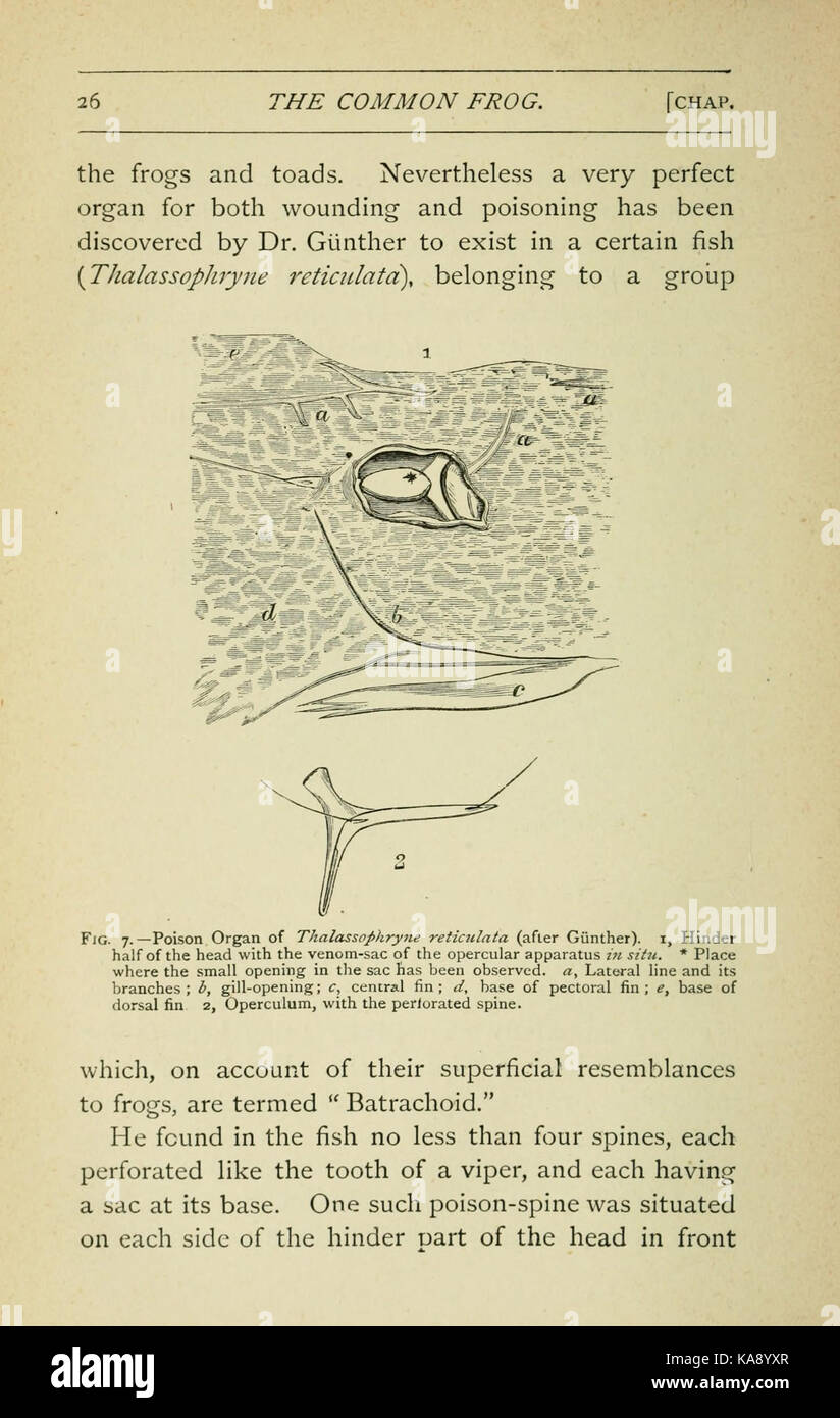 Common fig painting hi-res stock photography and images - Alamy