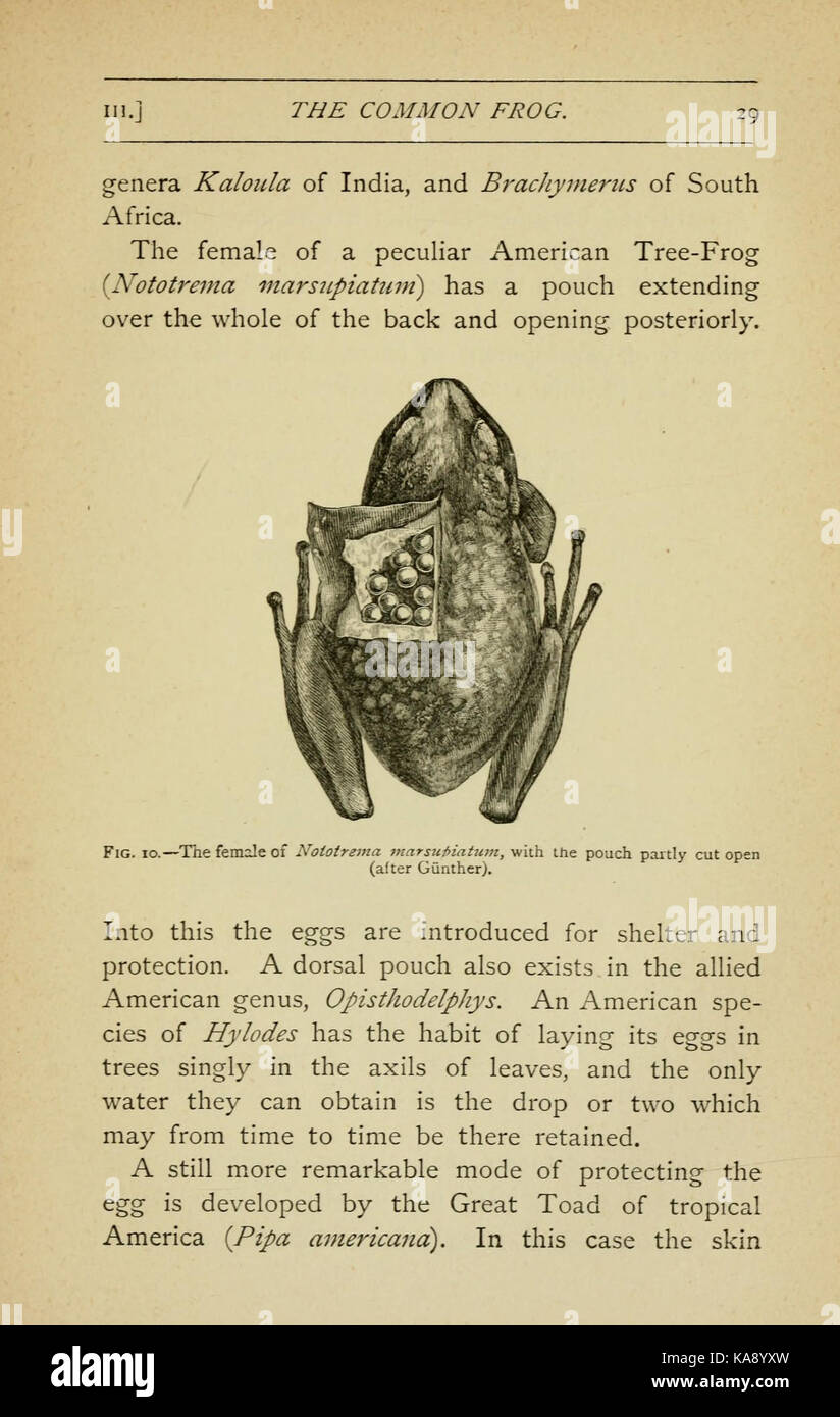 Common fig painting hi-res stock photography and images - Alamy