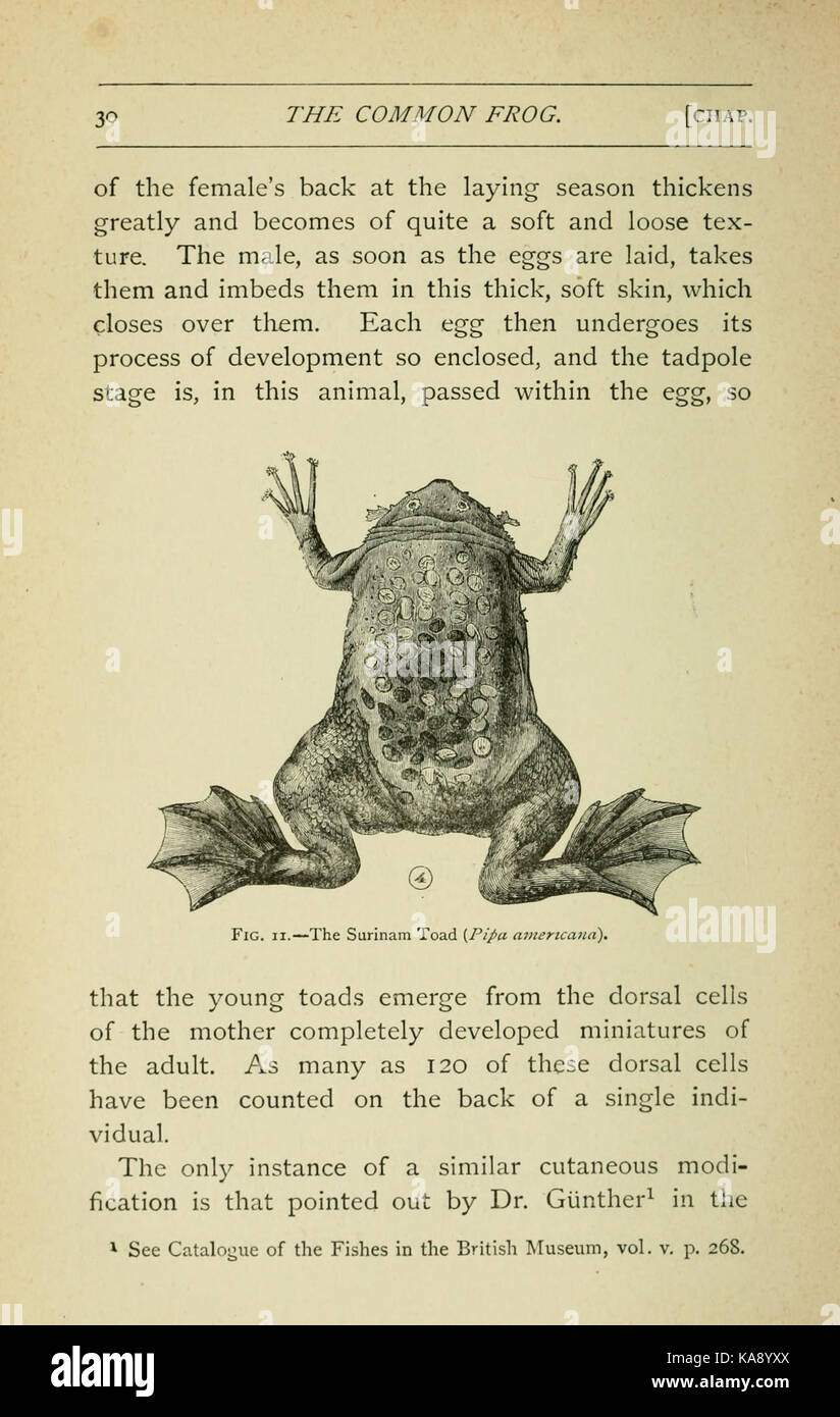 Common fig painting hi-res stock photography and images - Alamy