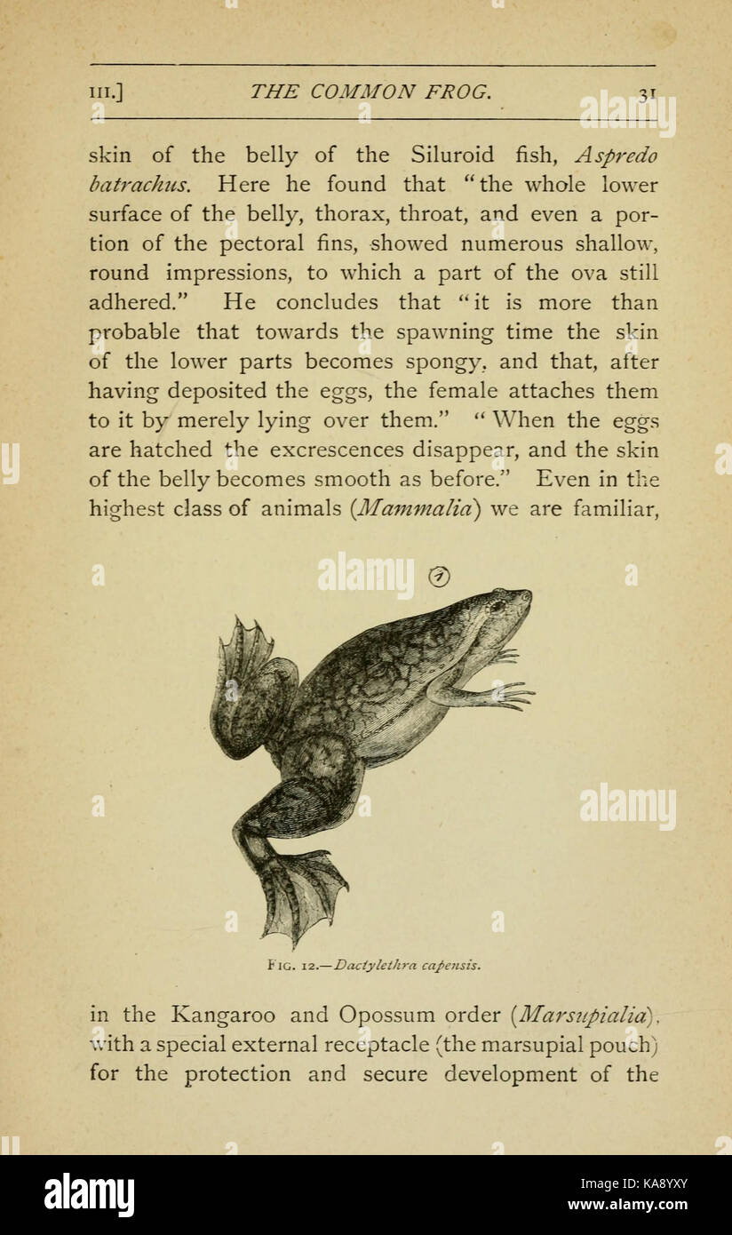 Common fig painting hi-res stock photography and images - Alamy