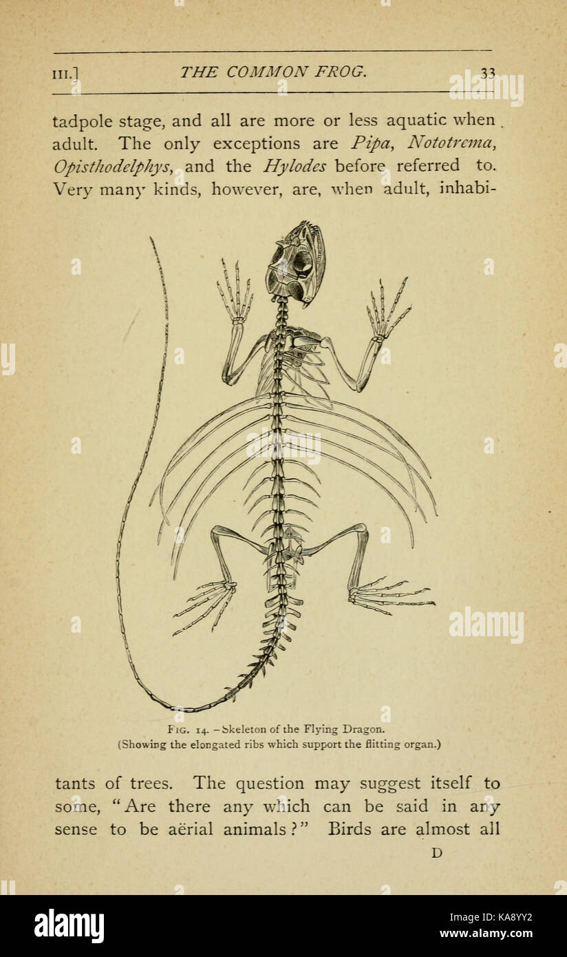 Common fig painting hi-res stock photography and images - Alamy