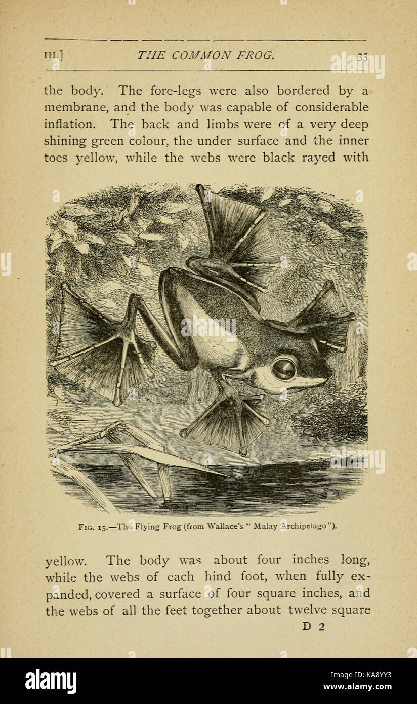 Common fig painting hi-res stock photography and images - Alamy