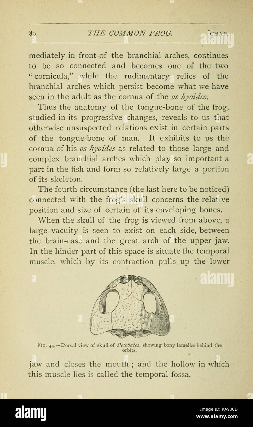 Common fig painting hi-res stock photography and images - Alamy