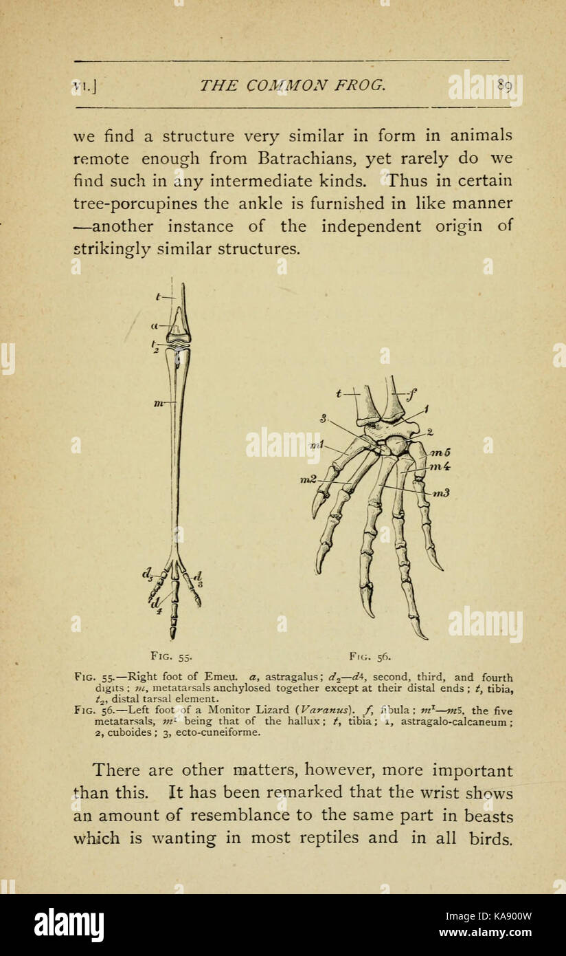 Frog life cycle wildlife hi-res stock photography and images - Alamy
