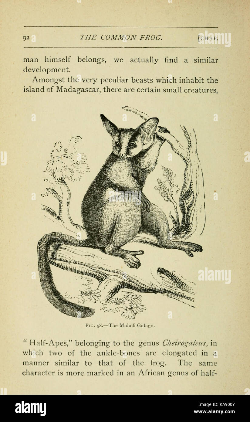 Common fig painting hi-res stock photography and images - Alamy