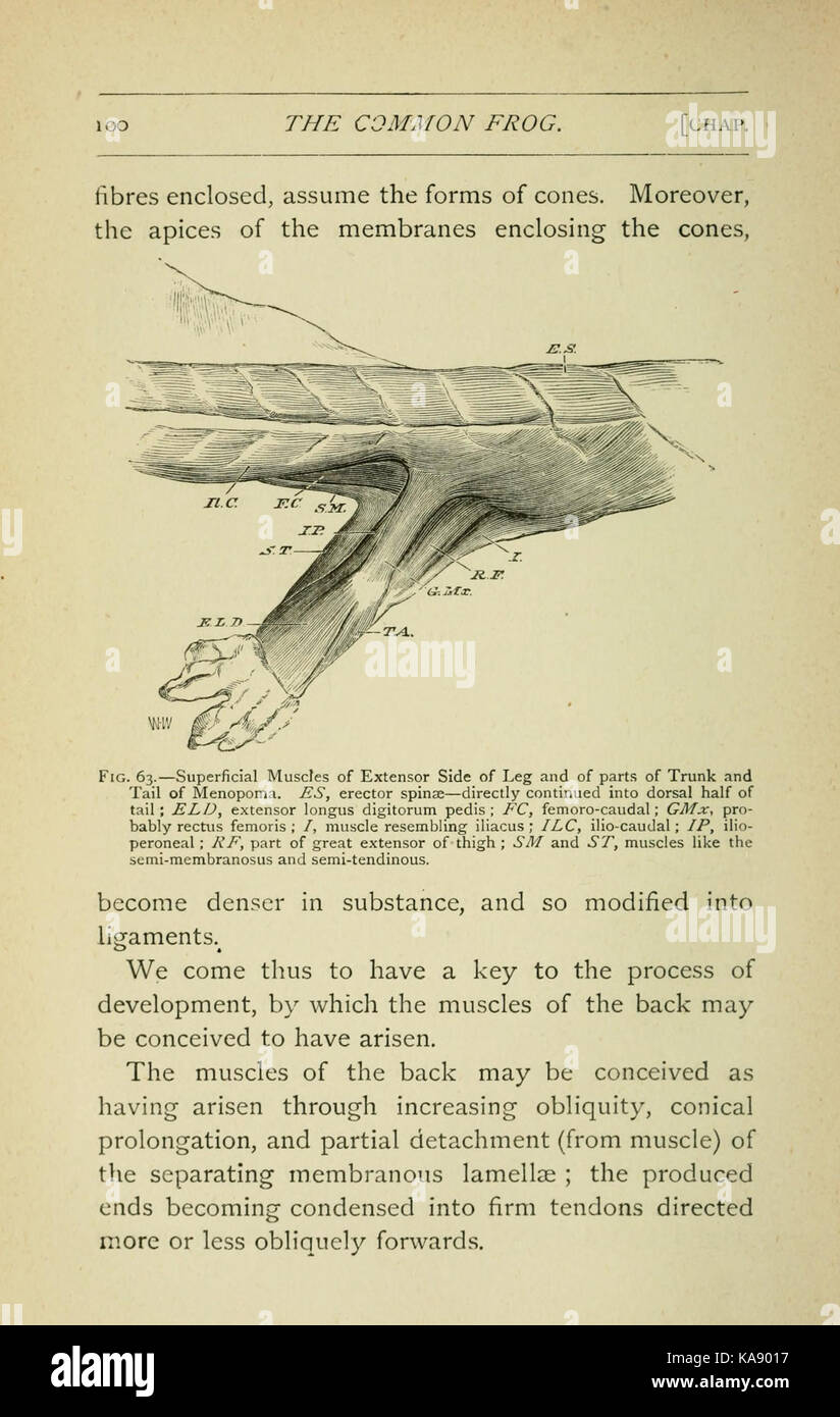 Common fig painting hi-res stock photography and images - Alamy