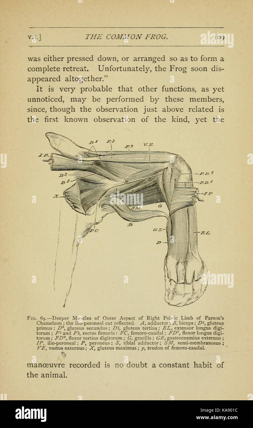 Common fig painting hi-res stock photography and images - Alamy