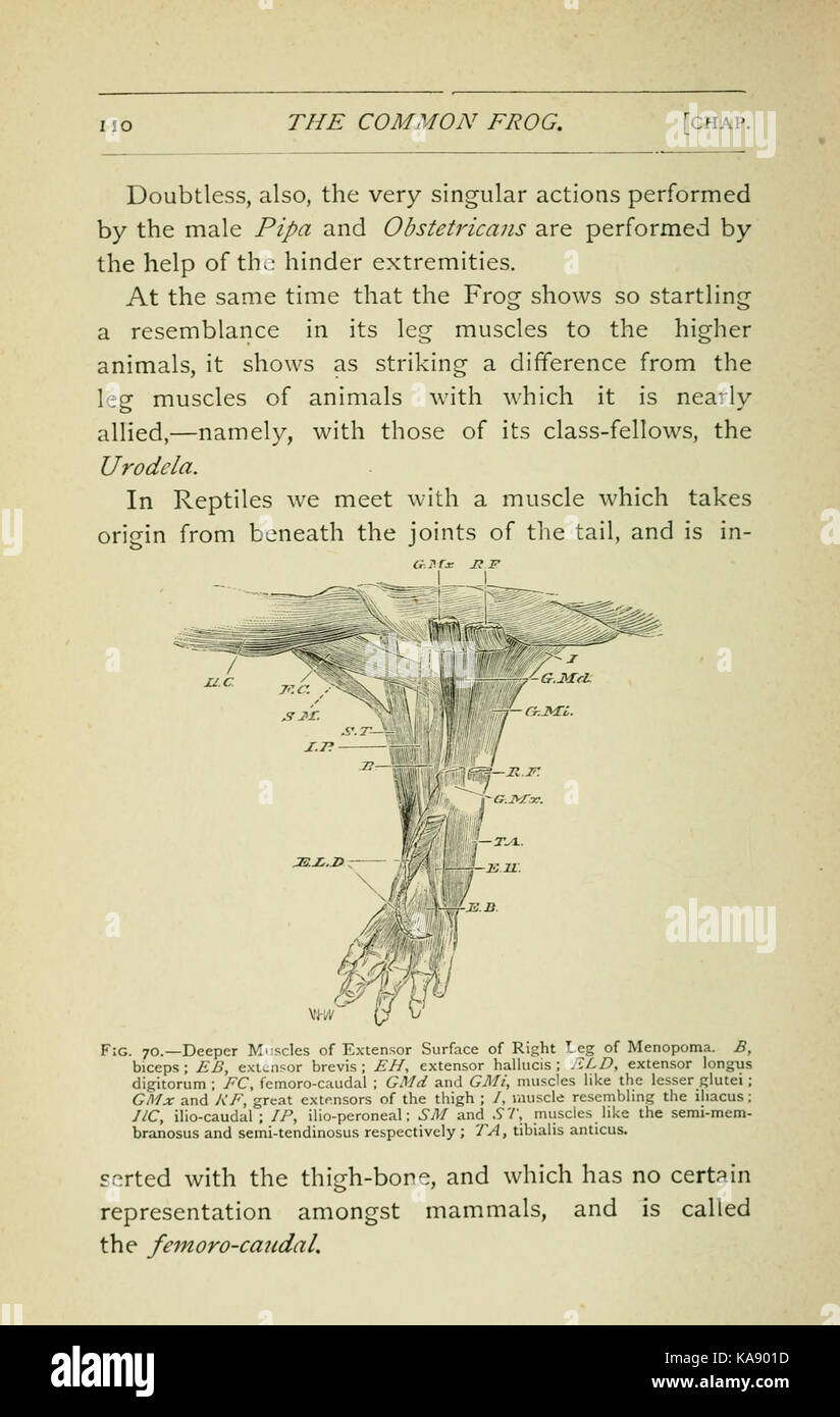 Common fig painting hi-res stock photography and images - Alamy