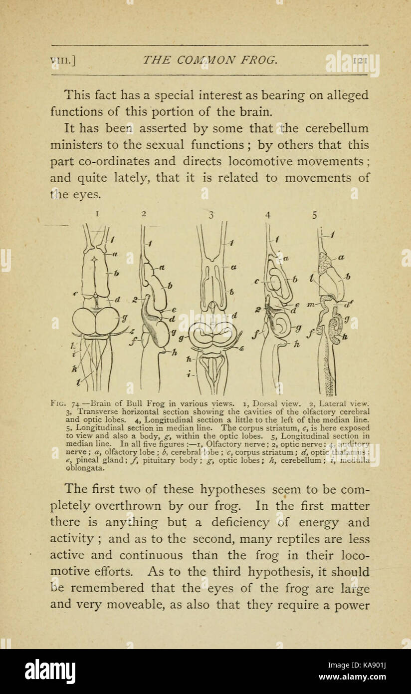 Common fig painting hi-res stock photography and images - Alamy