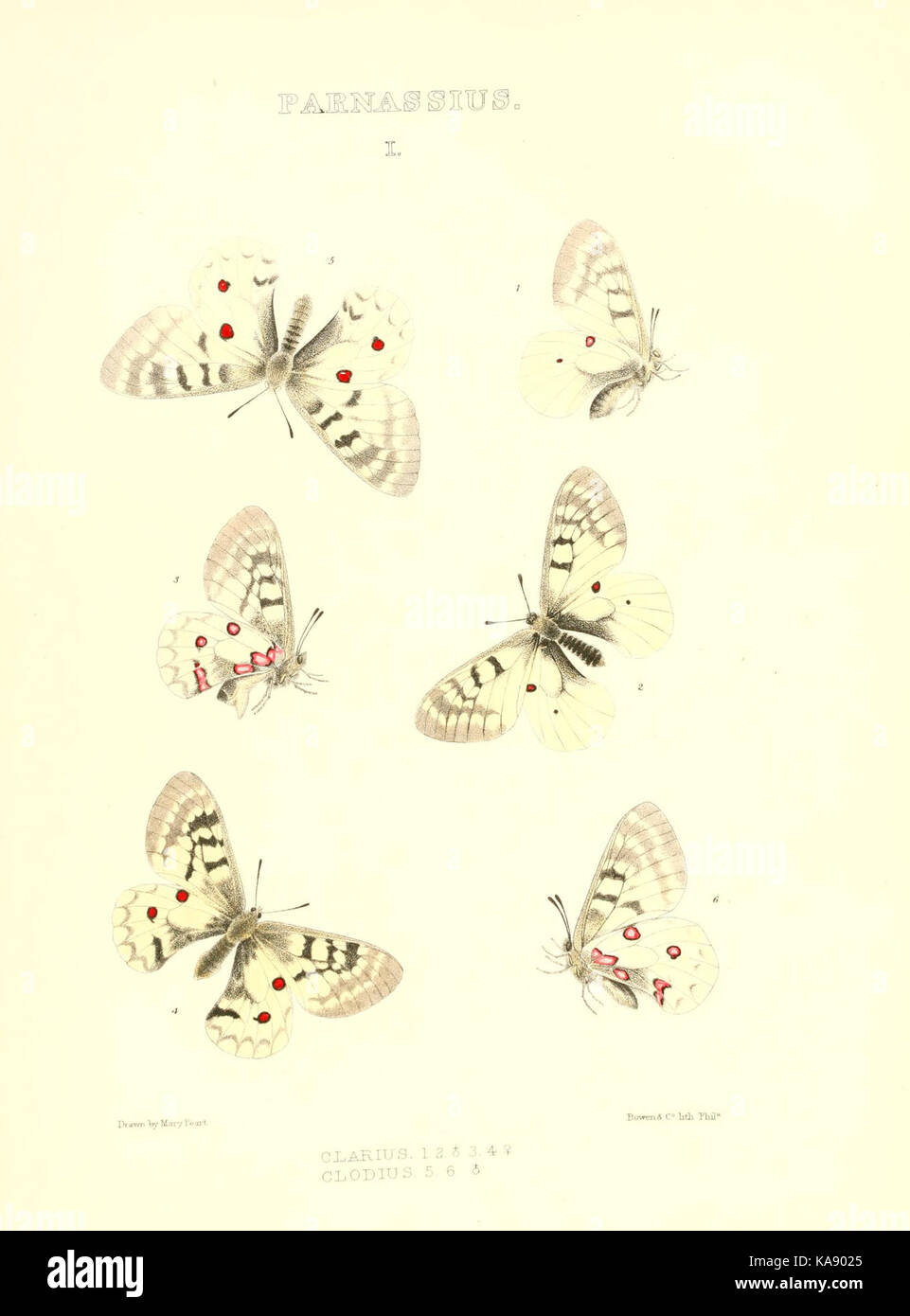 Synopsis of North American butterflies (PARNASSIUS I) BHL9669841 Stock ...