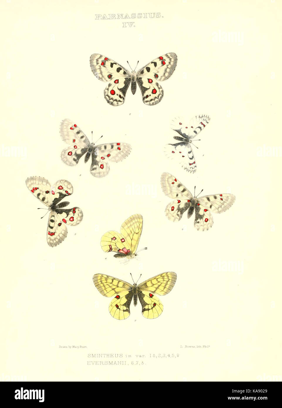 Synopsis of North American butterflies (PARNASSIUS IV) BHL9669851 Stock ...