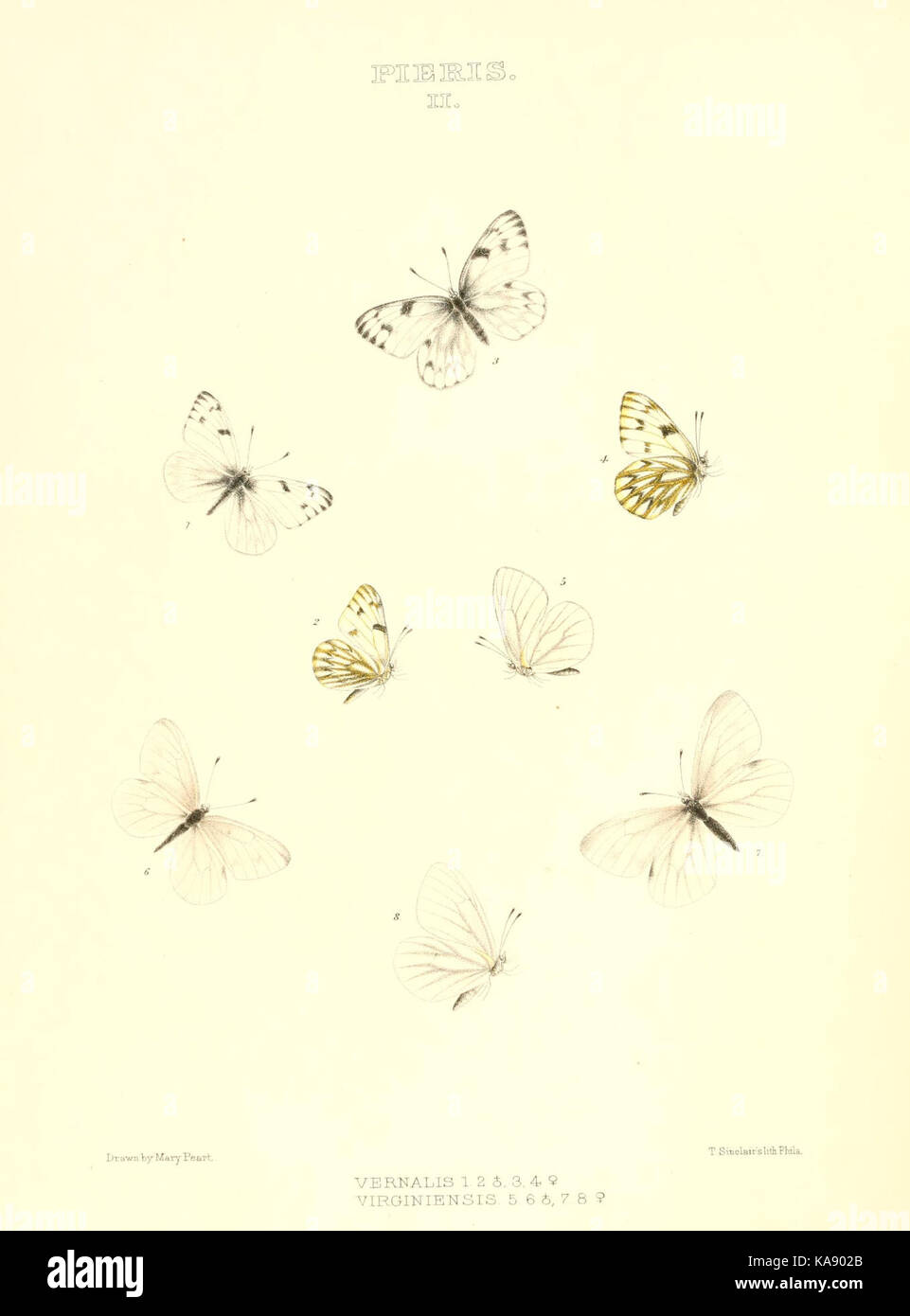 Synopsis of North American butterflies (PIERIS II) BHL9669867 Stock ...