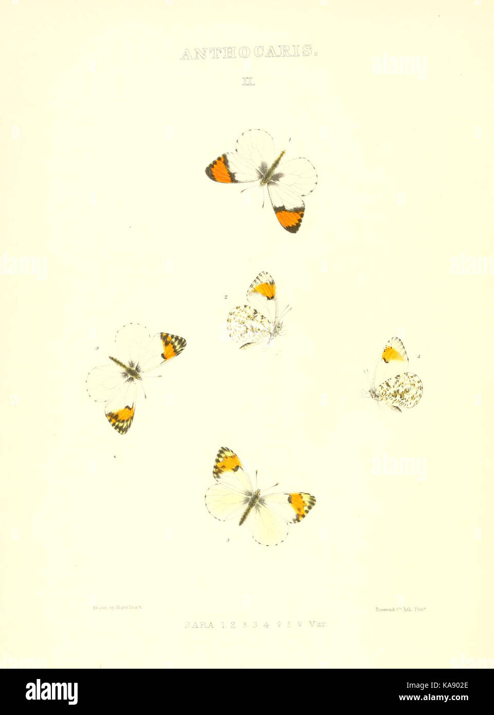 Synopsis of North American butterflies (ANTHOCARIS II) BHL9669877 Stock ...