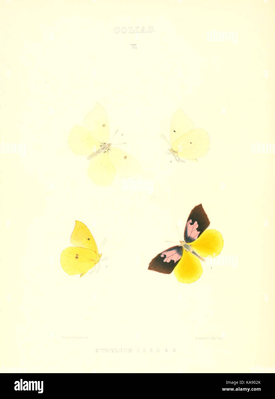 Synopsis of North American butterflies (COLIAS V) BHL9669901 Stock ...
