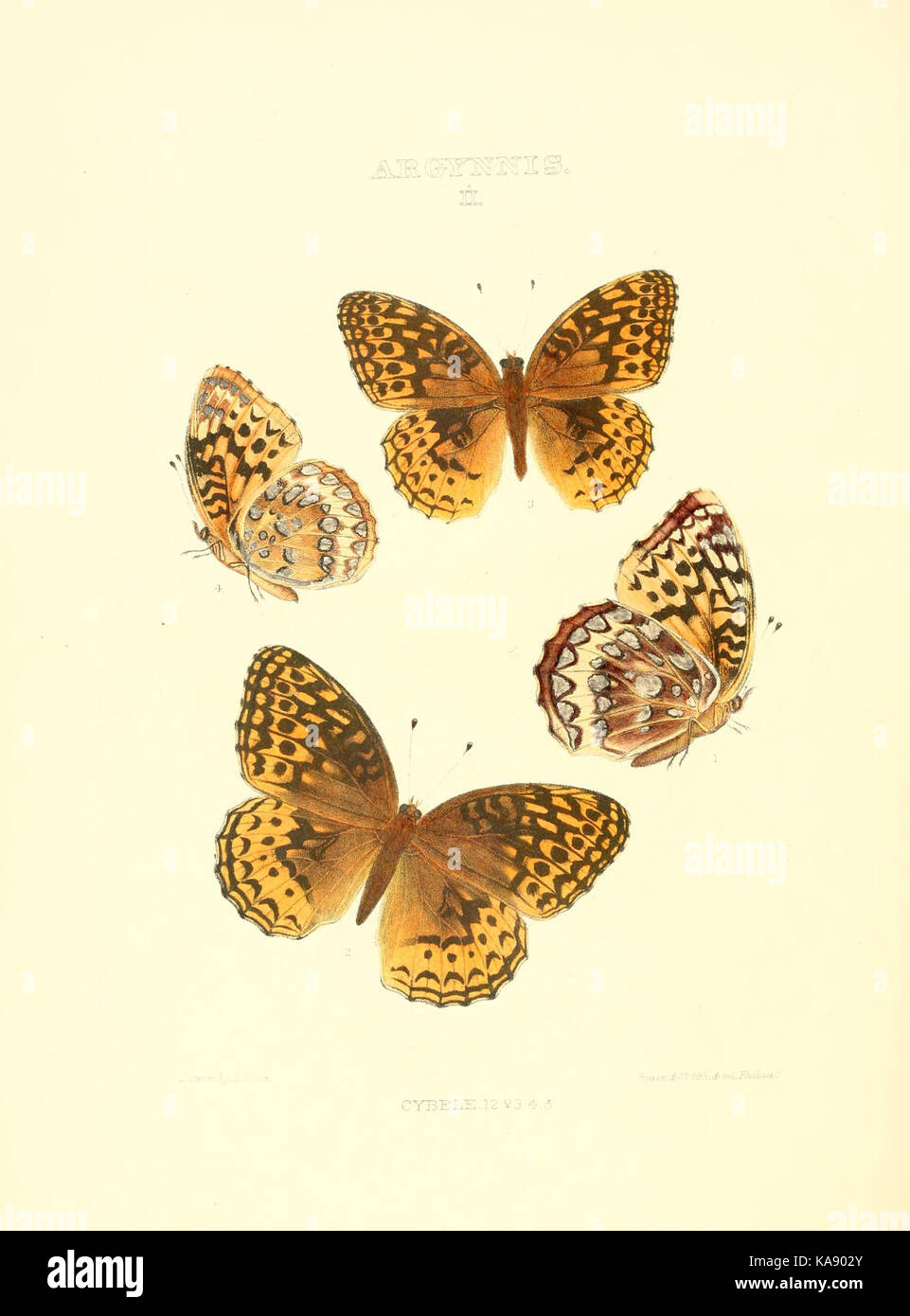 Synopsis of North American butterflies (ARGYNNIS II) BHL9669925 Stock ...