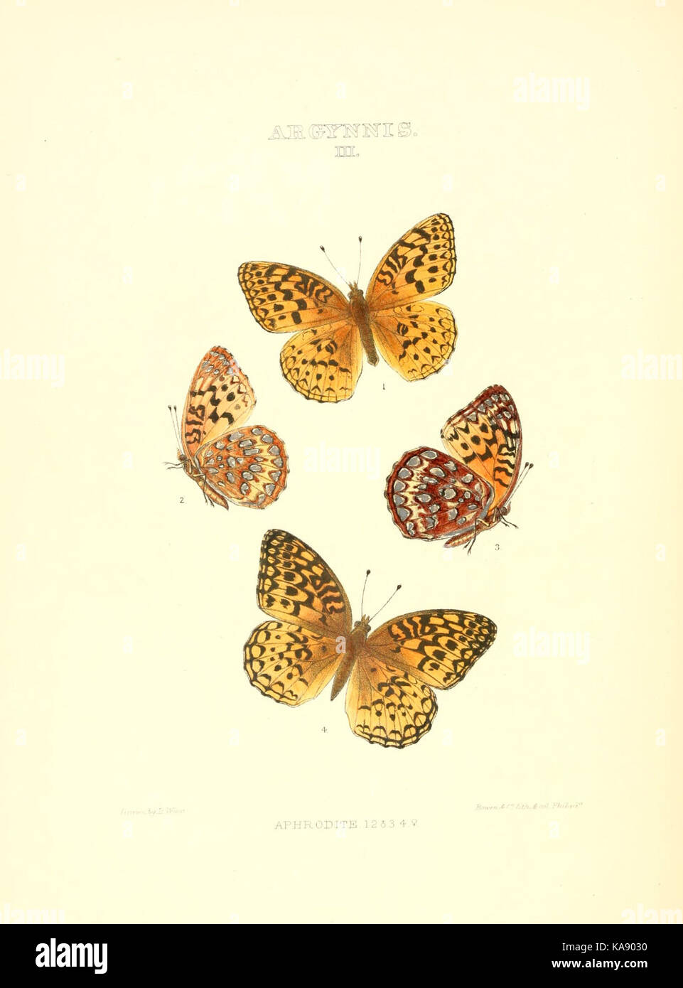 Synopsis of North American butterflies (ARGYNNIS III) BHL9669931 Stock ...