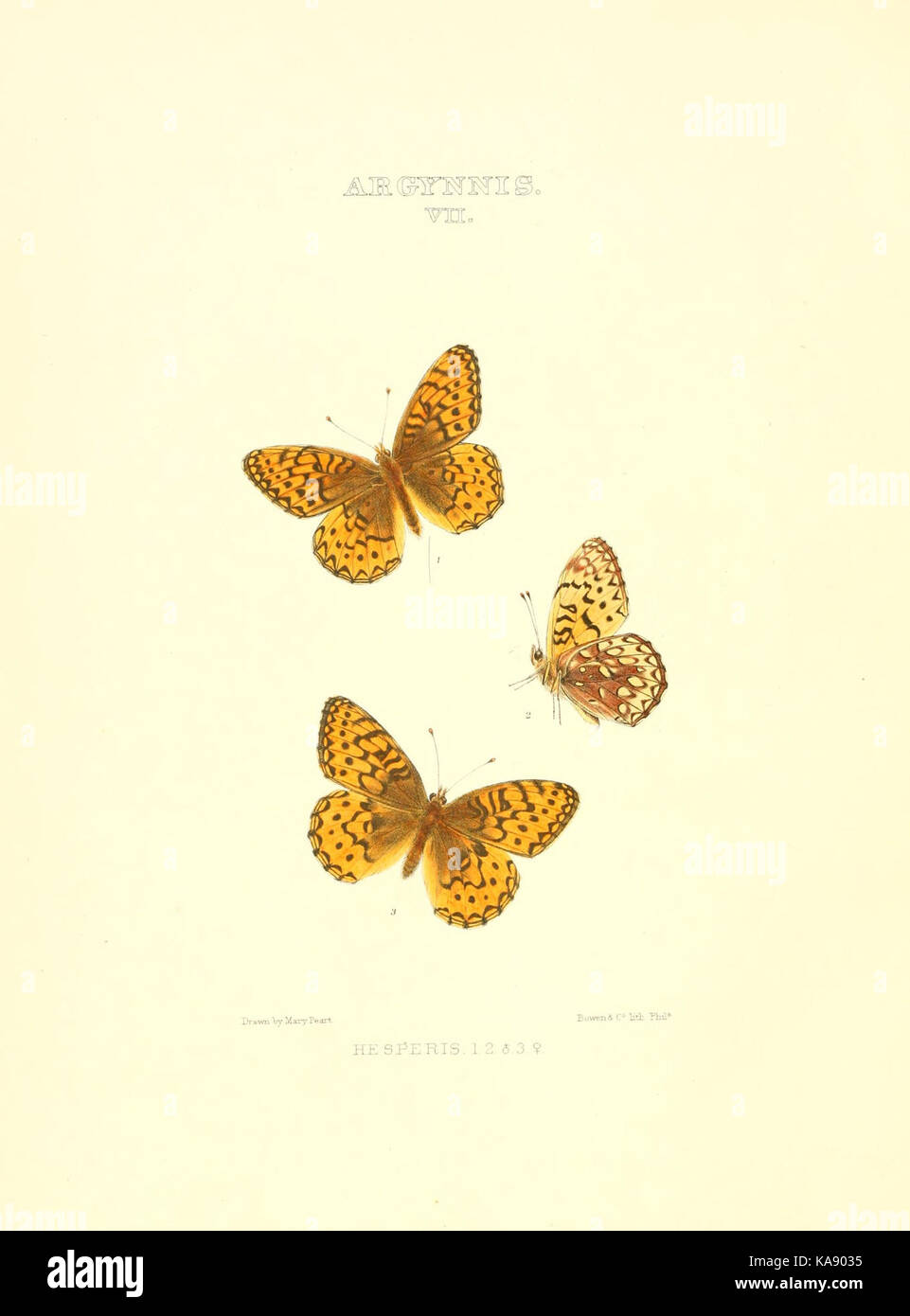 Synopsis of North American butterflies (ARGYNNIS VII) BHL9669947 Stock ...