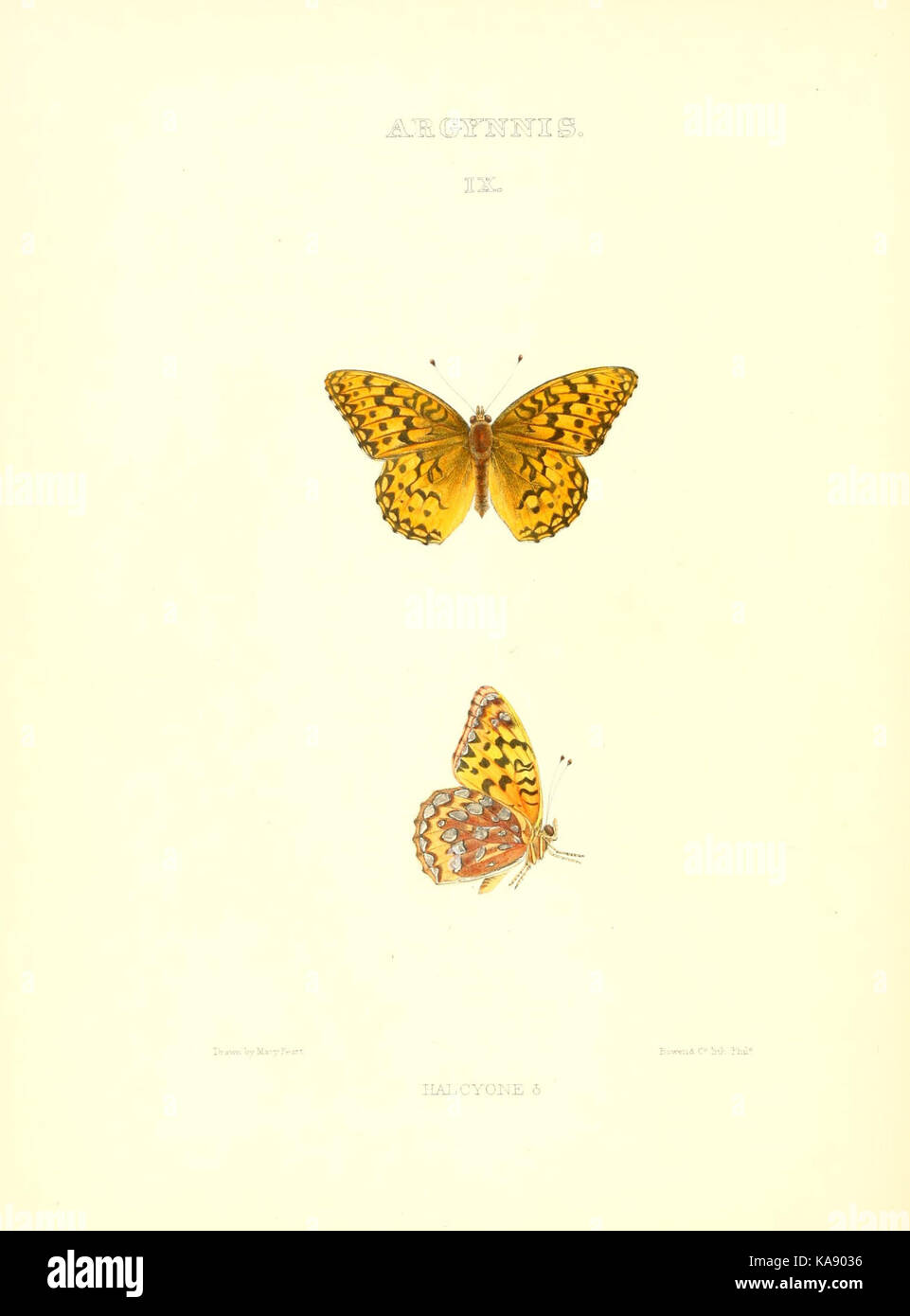 Synopsis of North American butterflies (ARGYNNIS IX) BHL9669955 Stock ...