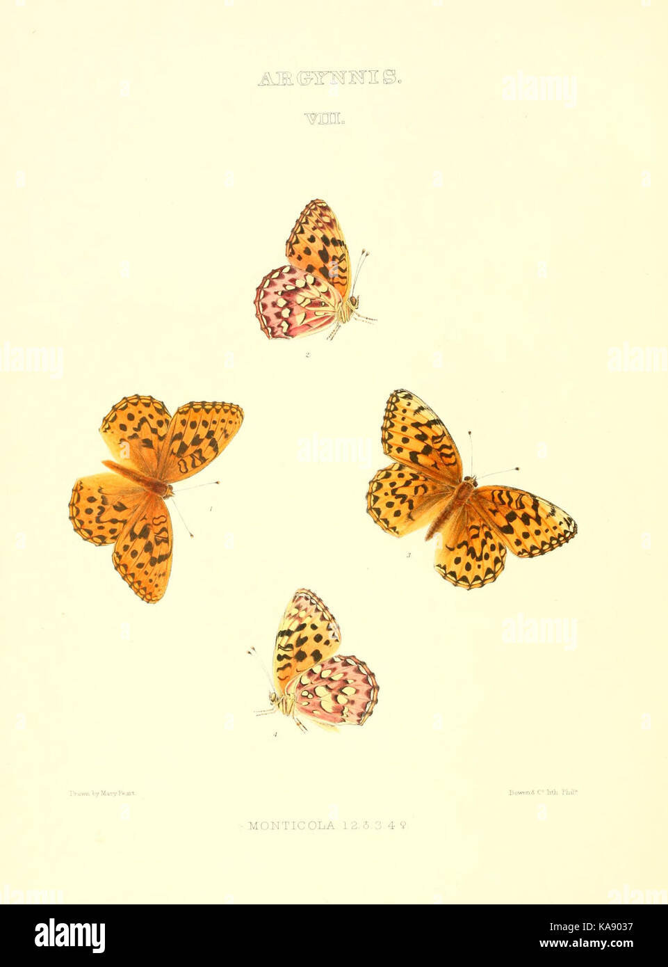 Synopsis of North American butterflies (ARGYNNIS VIII) BHL9669951 Stock ...