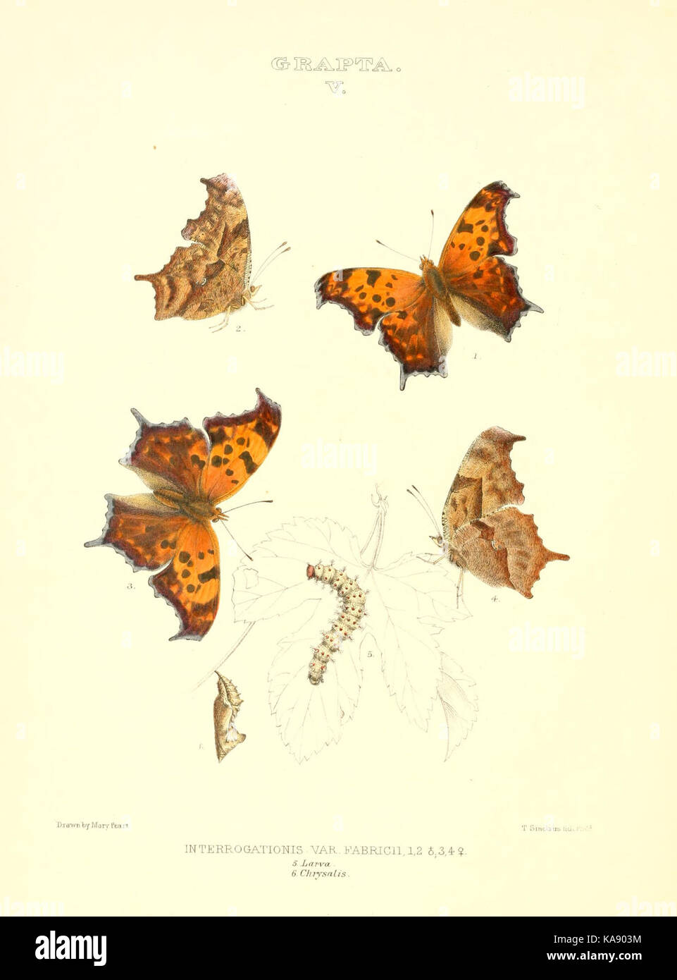 Synopsis of North American butterflies (GRAPTA V) BHL9670009 Stock ...